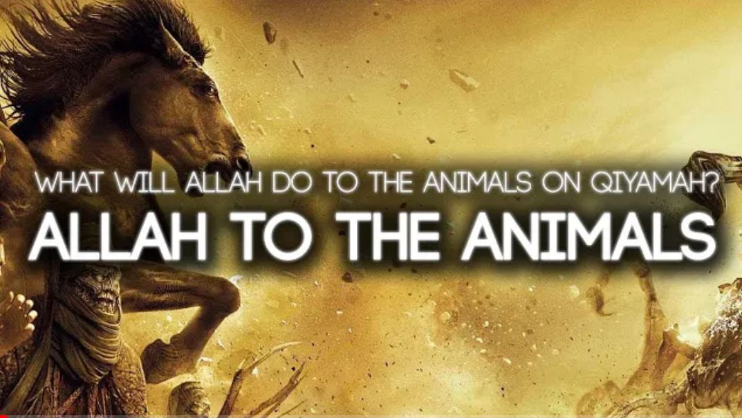 Allah will do this to Animals in Judgement Day - Islamic Bridge