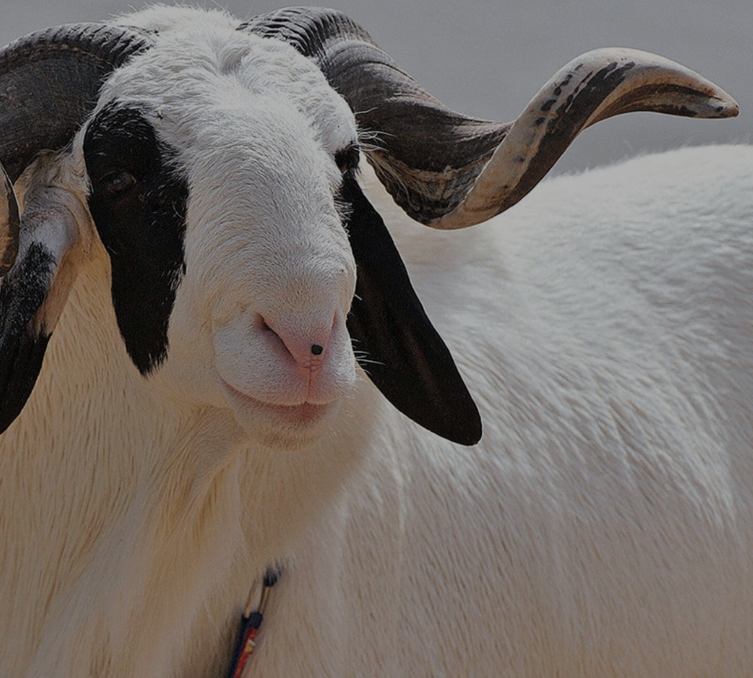 How Much Halal is Your `Eid Qurban? - Islamic Bridge